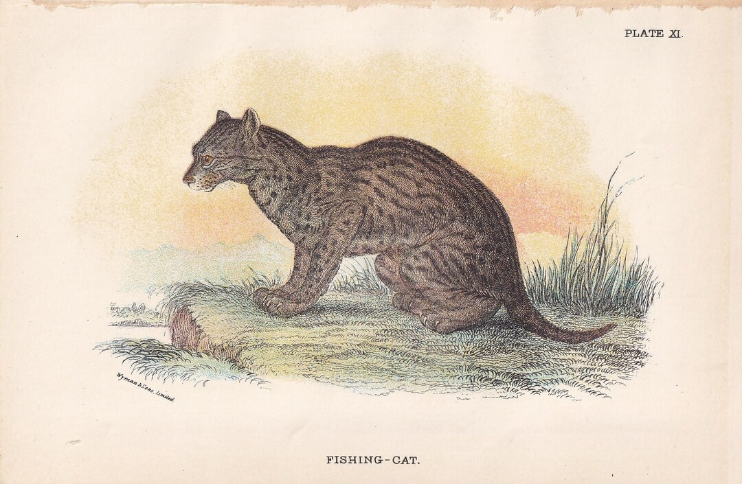 1896 FISHING CAT Print - Wild Cats Print - Carnivora Print - Natural ...