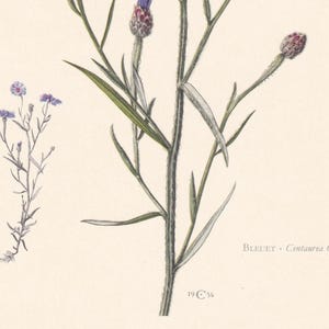 1960 CORNFLOWER Print Botanical Print Flower Painting Flower Wall Art ...