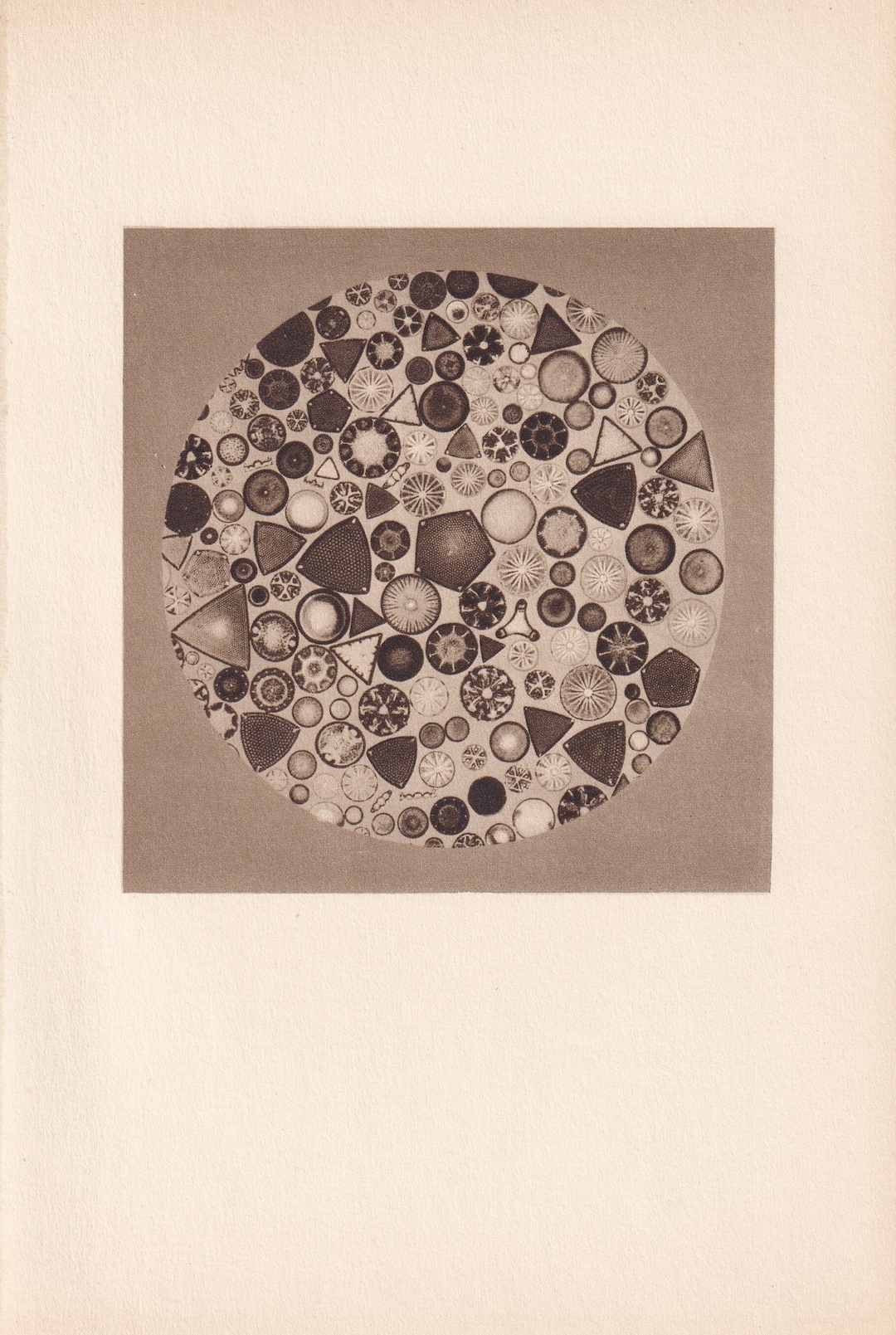1934 DIATOMS Print Diatom Art Algae Print Diatom Wall - Etsy