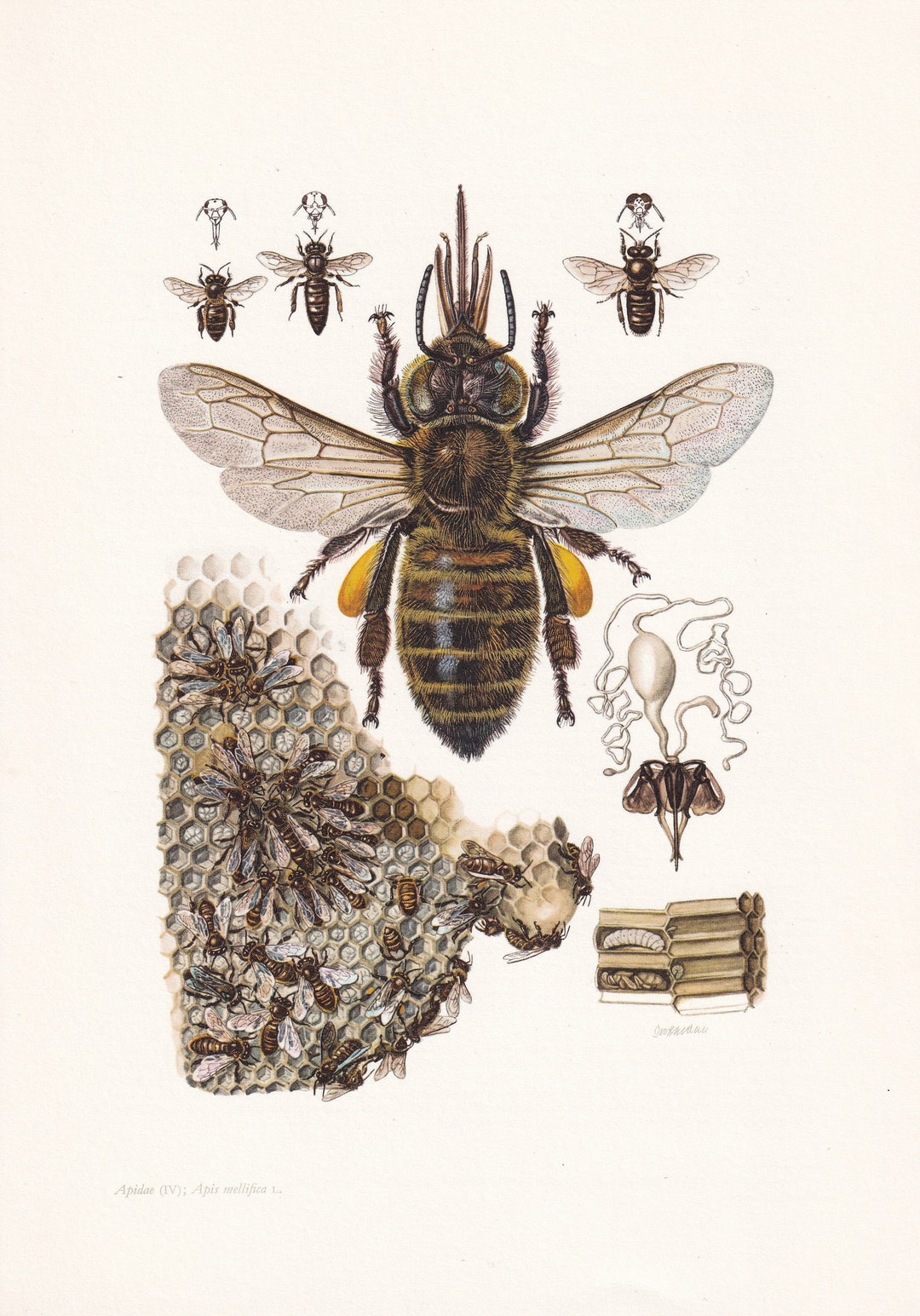 1960 WESTERN HONEY BEE Print - Vintage Insect Print - Bugs Illustration ...