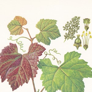 1960 WILD GRAPE Tree Print - Botanical Print - Botanical Illustration ...