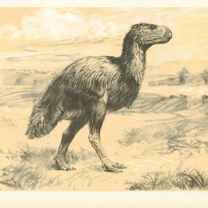 Impresión de GASTORNIS (DIATRYMA) de 1960 - Impresión de animales ...