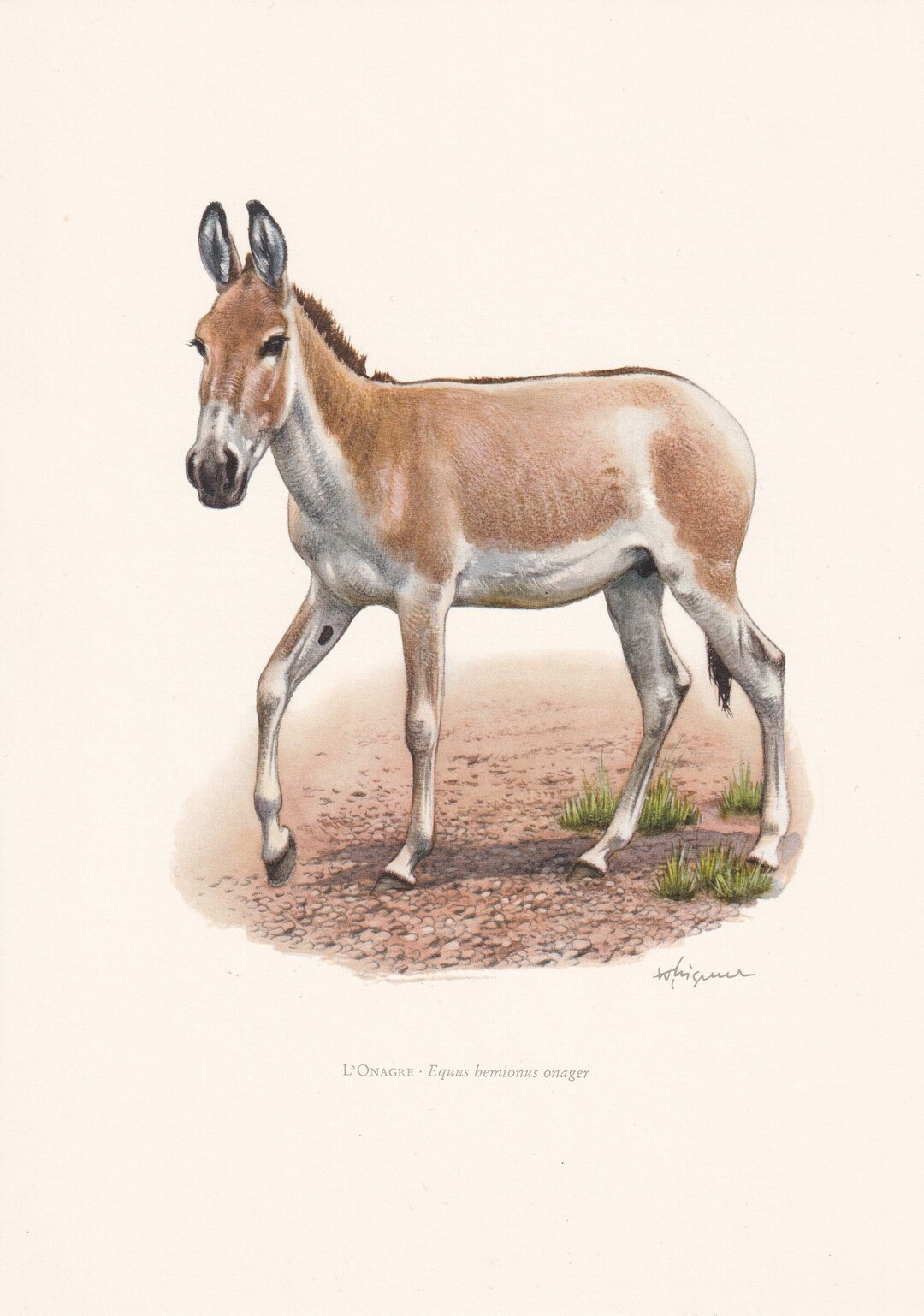 1960 ONAGER Print - Vintage Animal Print - Animal Illustration - Animal ...