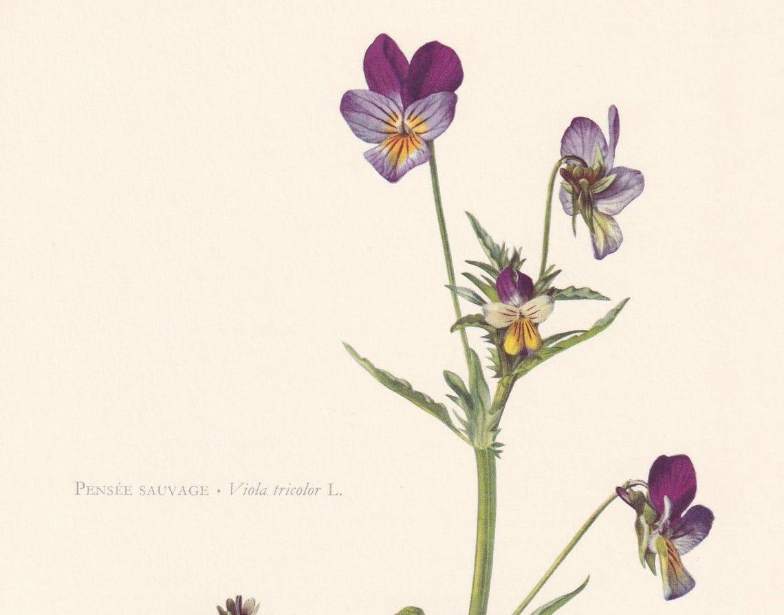 1960 WILD PANSY Print - Botanical Print - Flower Illustration - Flower ...