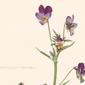 1960 WILD PANSY Print - Botanical Print - Flower Illustration - Flower ...