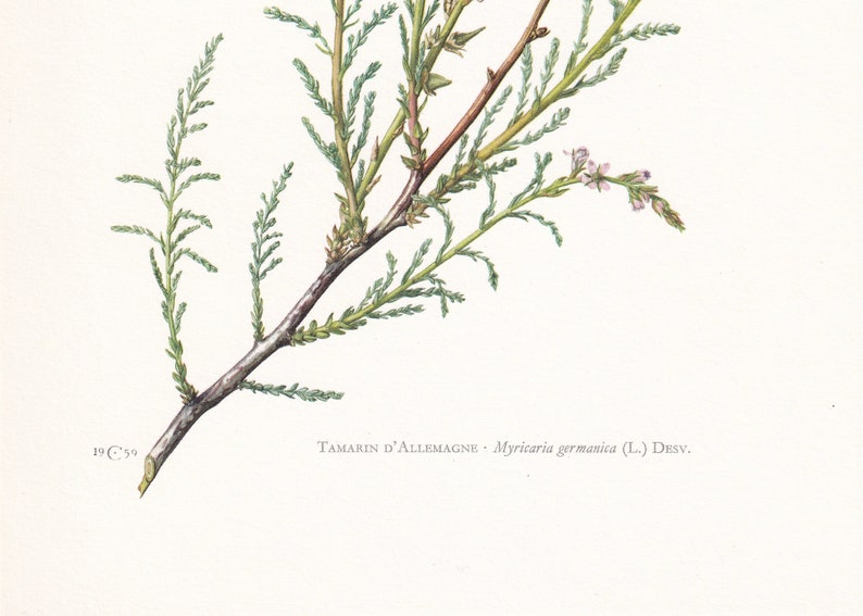 1960 GERMAN TAMARISK Print - Botanical Print - Botanical Illustration ...