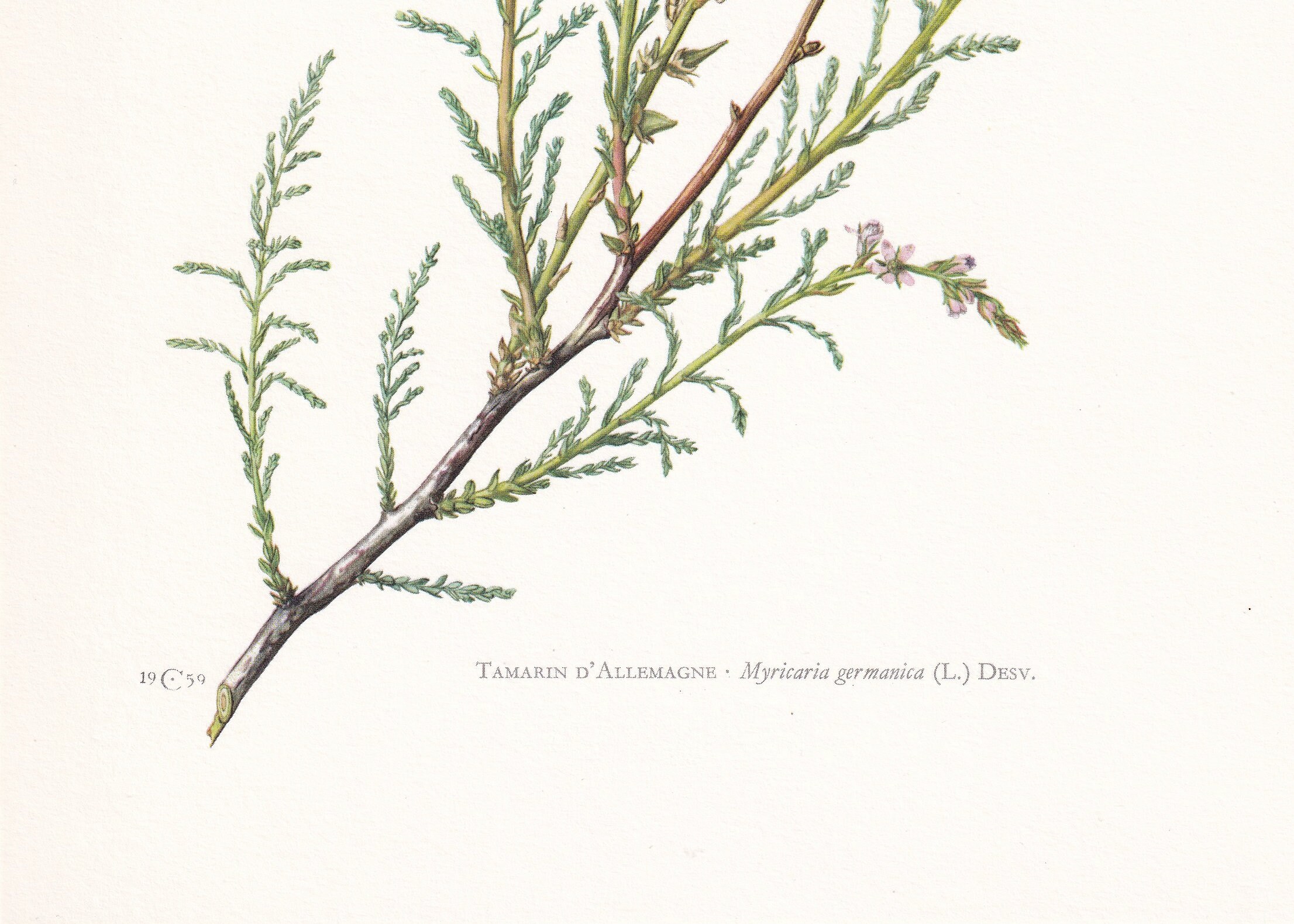1960 GERMAN TAMARISK Print - Botanical Print - Botanical Illustration ...