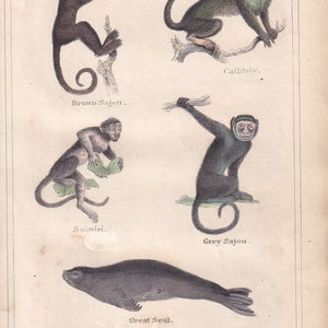 1842 SPIDER MONKEY & SEAL Print - Hand Coloured - Animal Wall Art ...