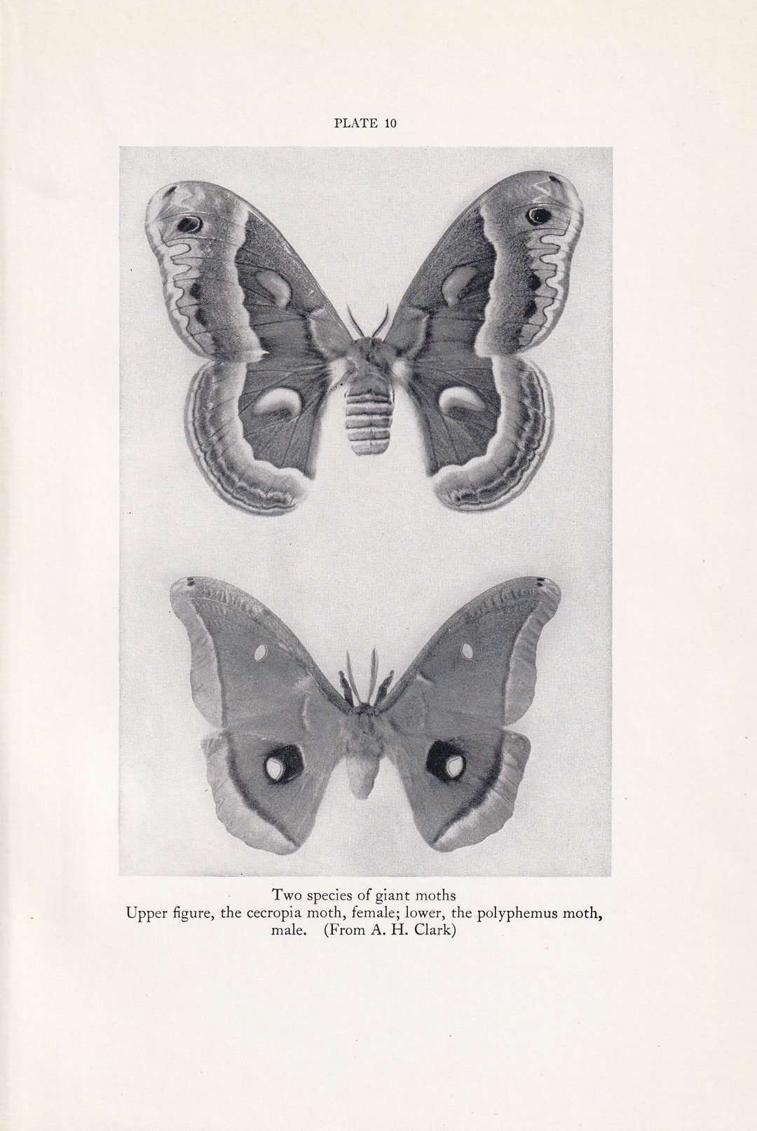 1934 GIANT MOTH Print - Original Vintage Print - Moth Wall Art - Moth ...