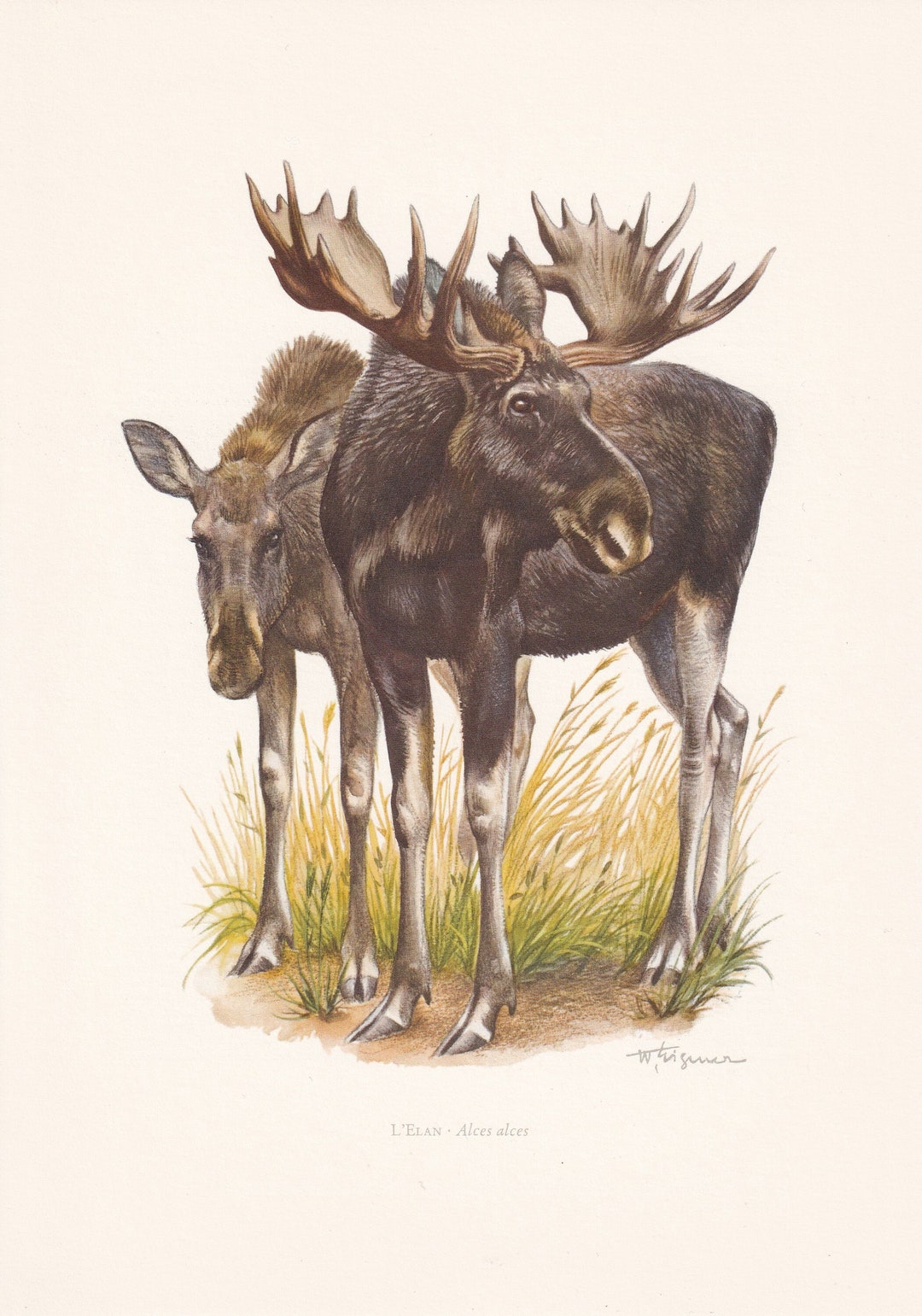 1960 MOOSE Print - Vintage Animal Print - Animal Illustration - Animal ...