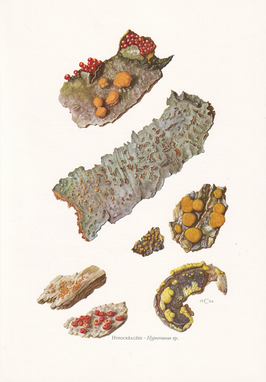 1960 HYPOCREACEAE FUNGUS Print Mushroom Wall Art Fungi Illustration ...