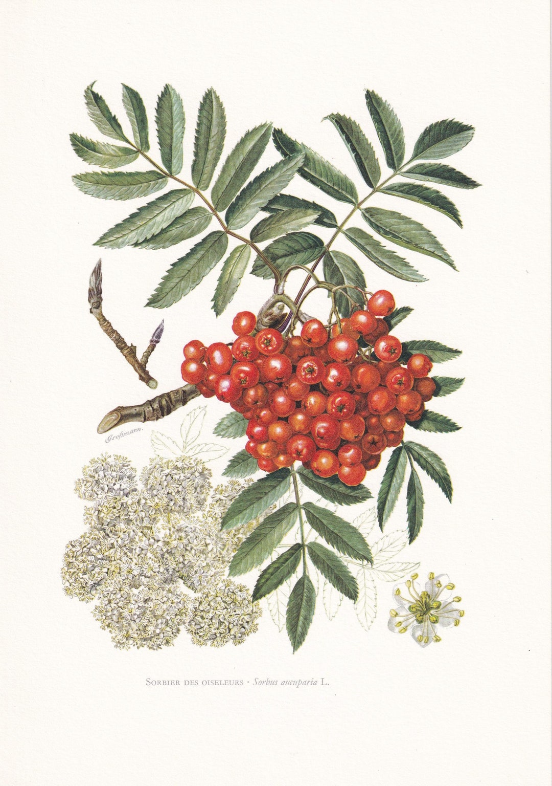 1960 ROWAN TREE Print Botanical Print Botanical Illustration Tree Wall ...