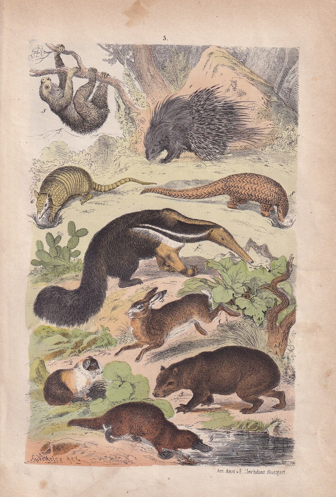 1871 ANTEATER, ARMADILLO, PANGOLIN, Porcupine, Guinea Pig, Sloth ...