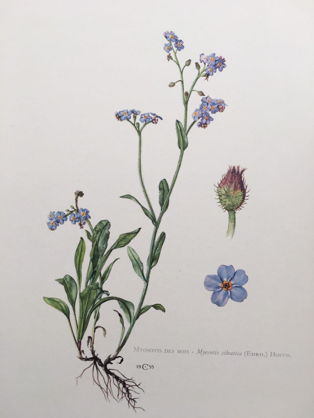 1960 FORGET-ME-NOT Print - Botanical Print - Flower Painting - Flower ...