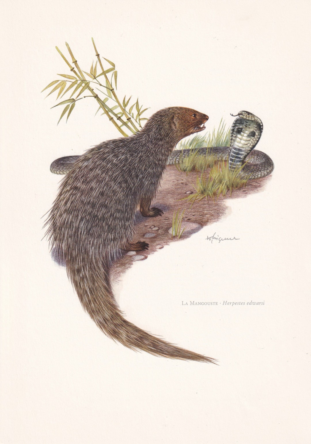 1960 INDIAN GREY MONGOOSE Print - Vintage Animal Print - Animal ...