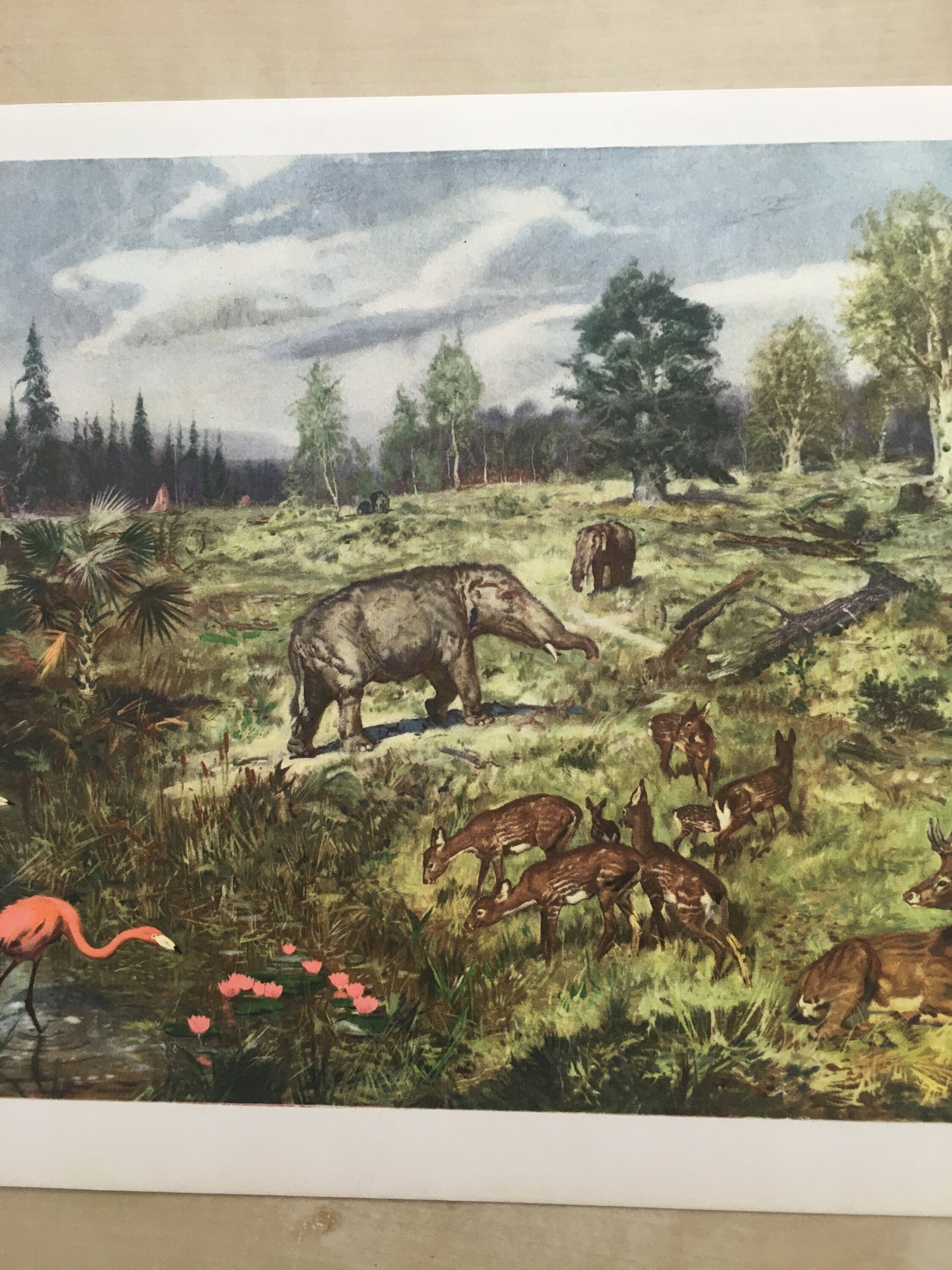 1960 MIOCENE EPOCH Print Prehistoric Animals Print - Etsy
