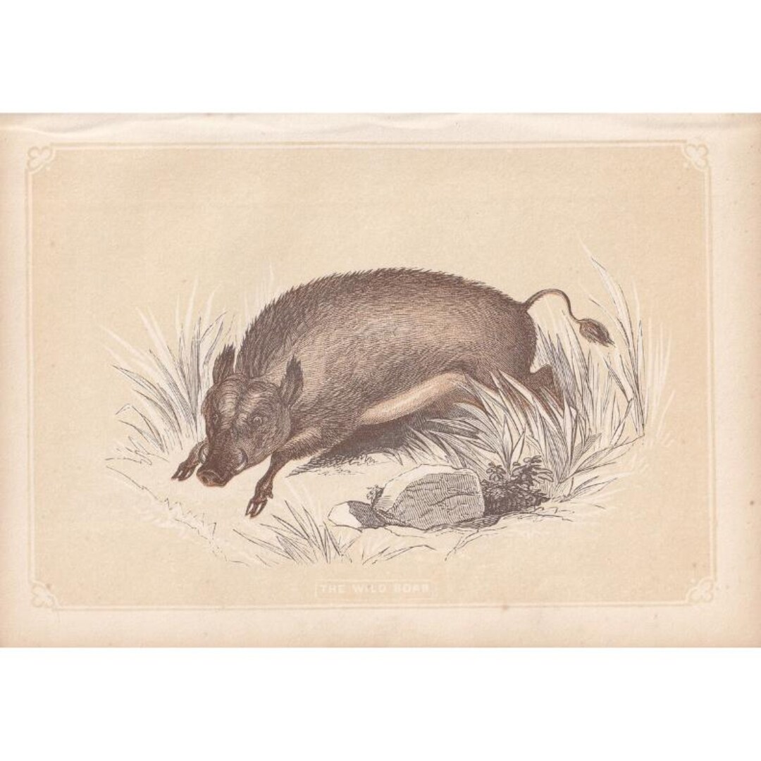 1851 WILD BOAR Print - Antique Animal Print - Wall Art - 6.65 X 4.75 ...