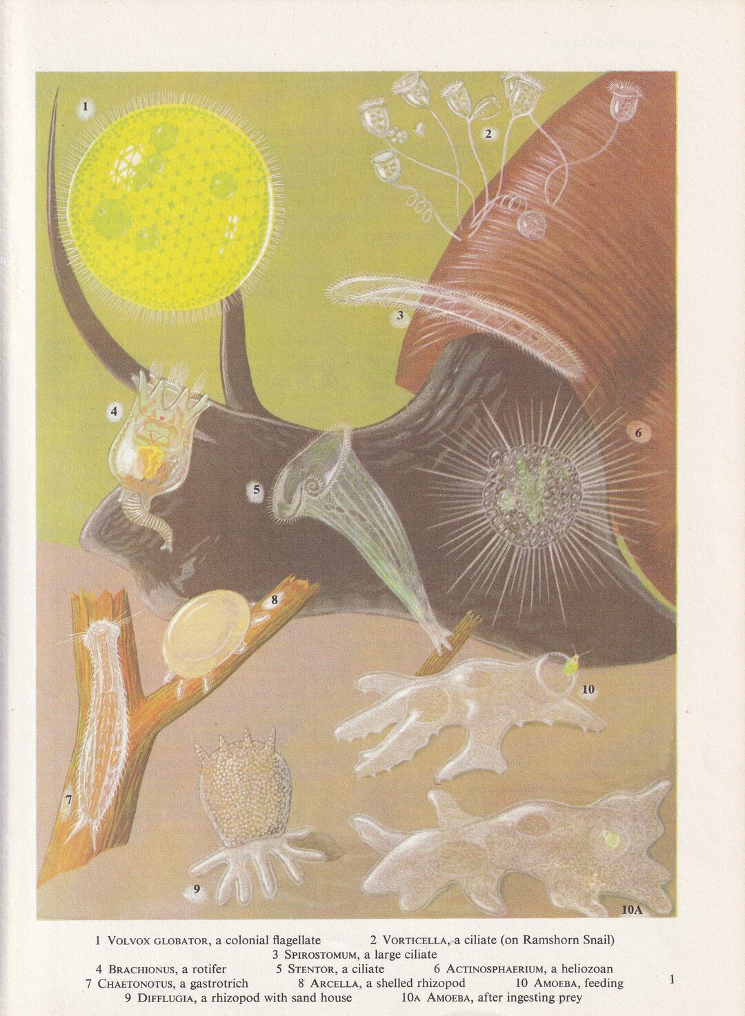 1971 ALGAE, AMOEBA, & VORTICELLA Print - Original Vintage Marine Print ...