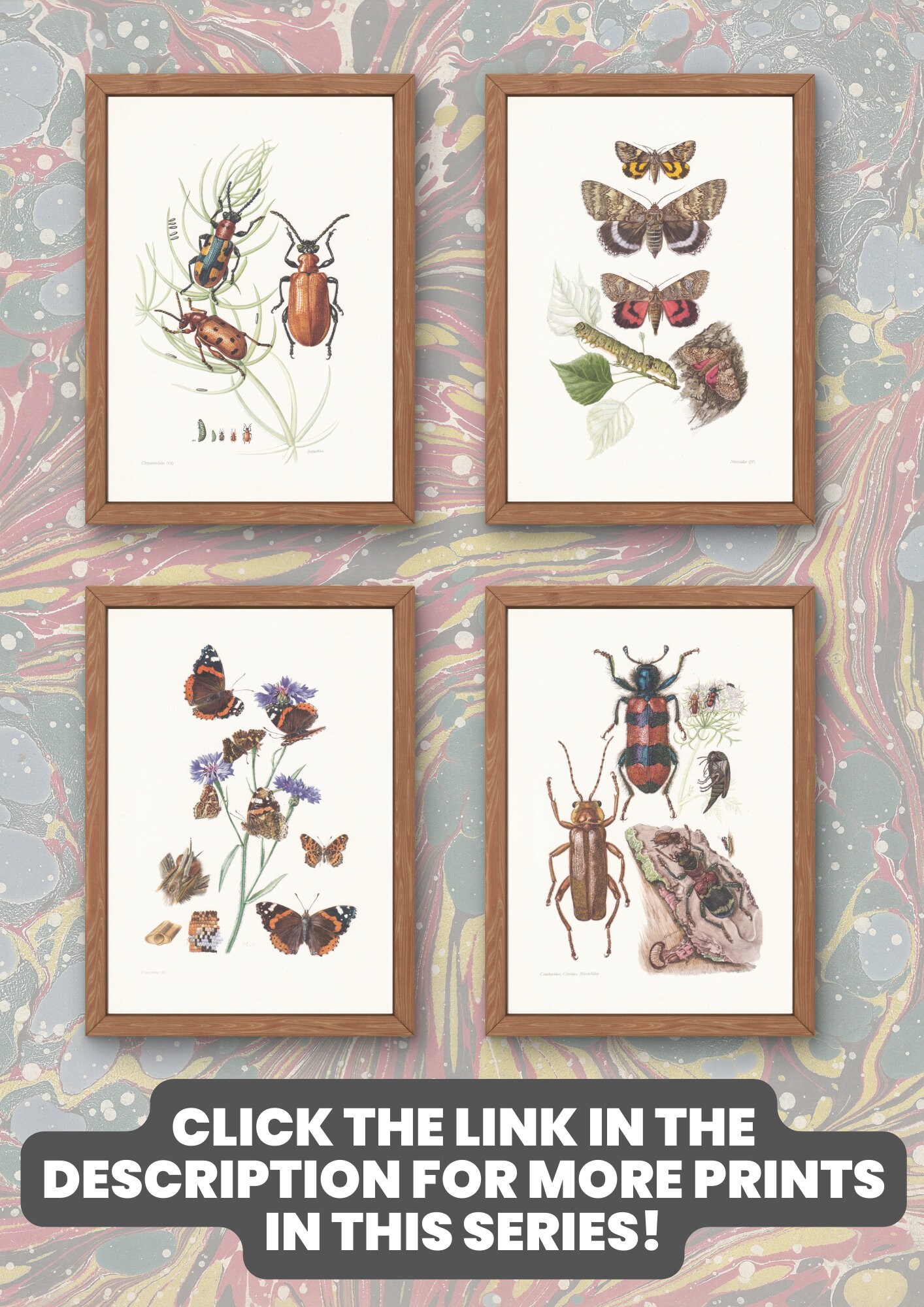 1960 ITCH MITE & Other Mites Print - Vintage Insect Print - Insect Wall ...