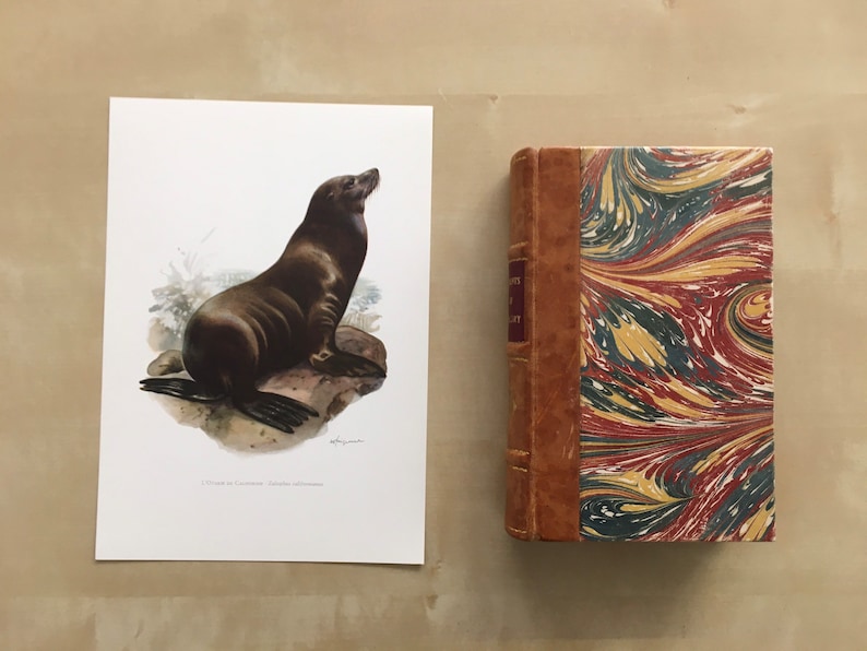 1960 CALIFORNIA SEA LION Print Vintage Zoology Print - Etsy