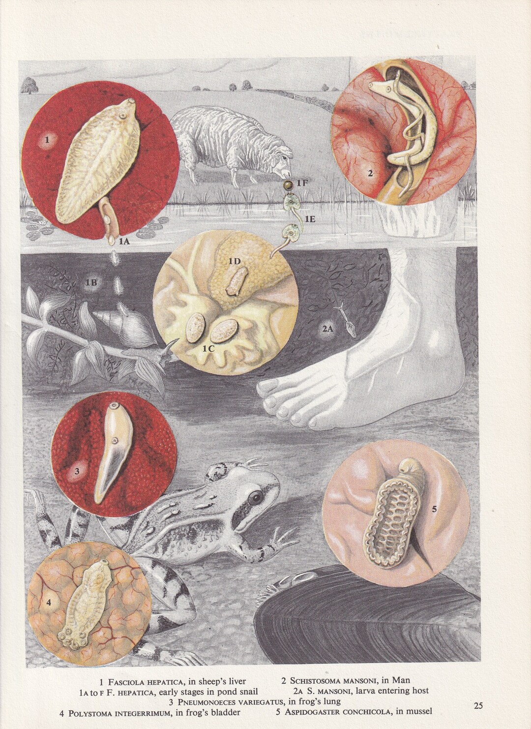 1971 FLUKE PARASITES Print - Original Vintage Biology Print - Parasite ...