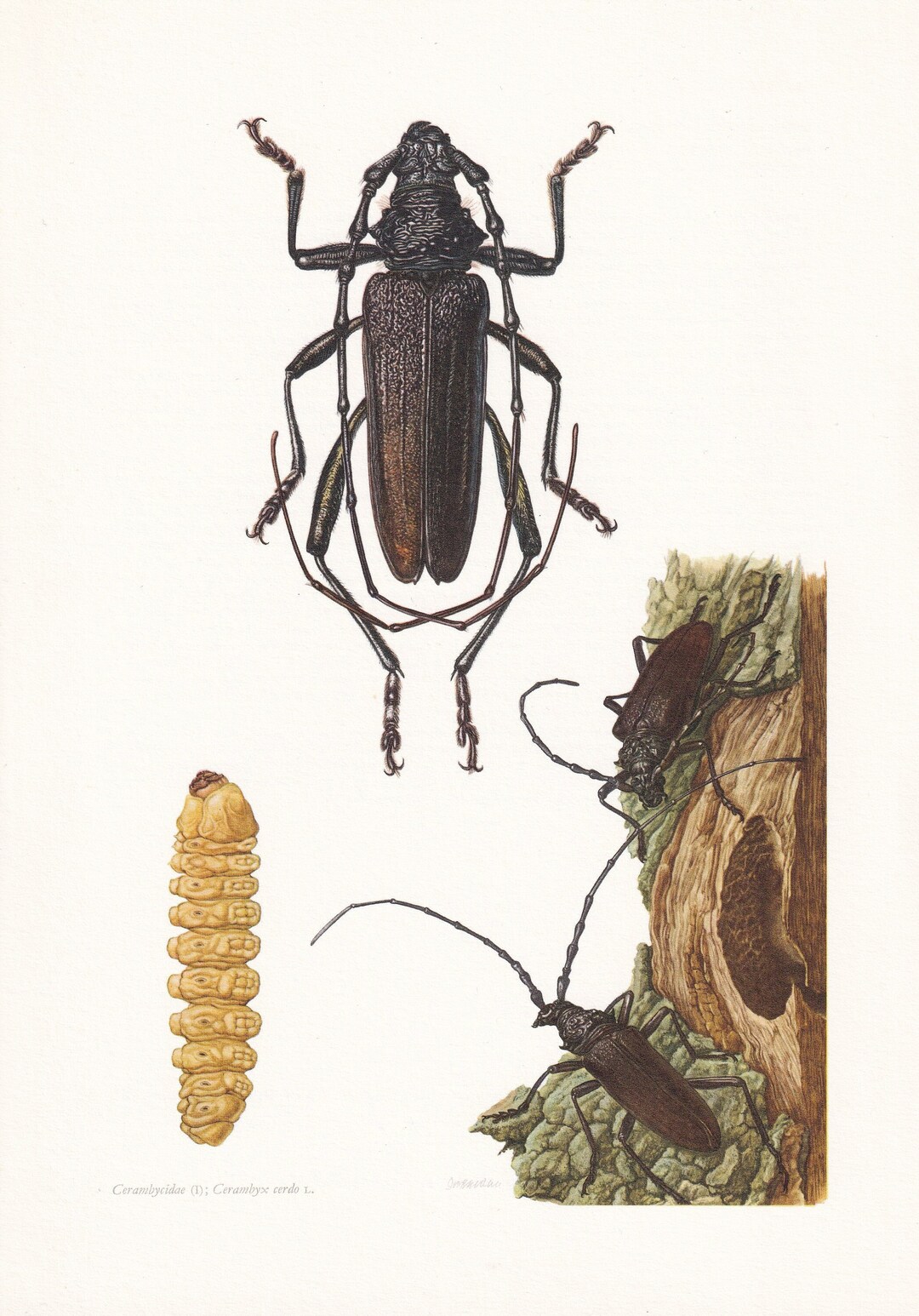 1960 CAPRICORN BEETLE Print - Vintage Insect Print - Bugs Illustration ...