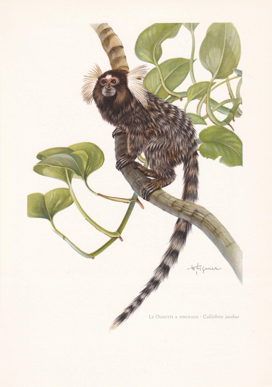 1960 COMMON MARMOSET Print - Vintage Animal Print - Animal Illustration ...