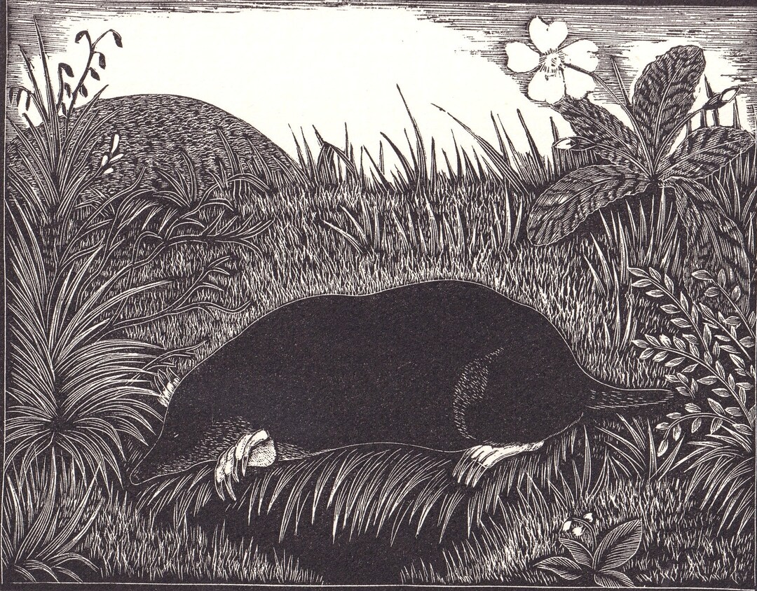 1931 MOLE Print Wood Engraving Mole Wall Art Antique - Etsy