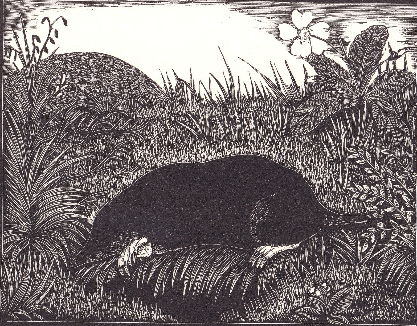 1931 MOLE Print Wood Engraving Mole Wall Art Antique - Etsy