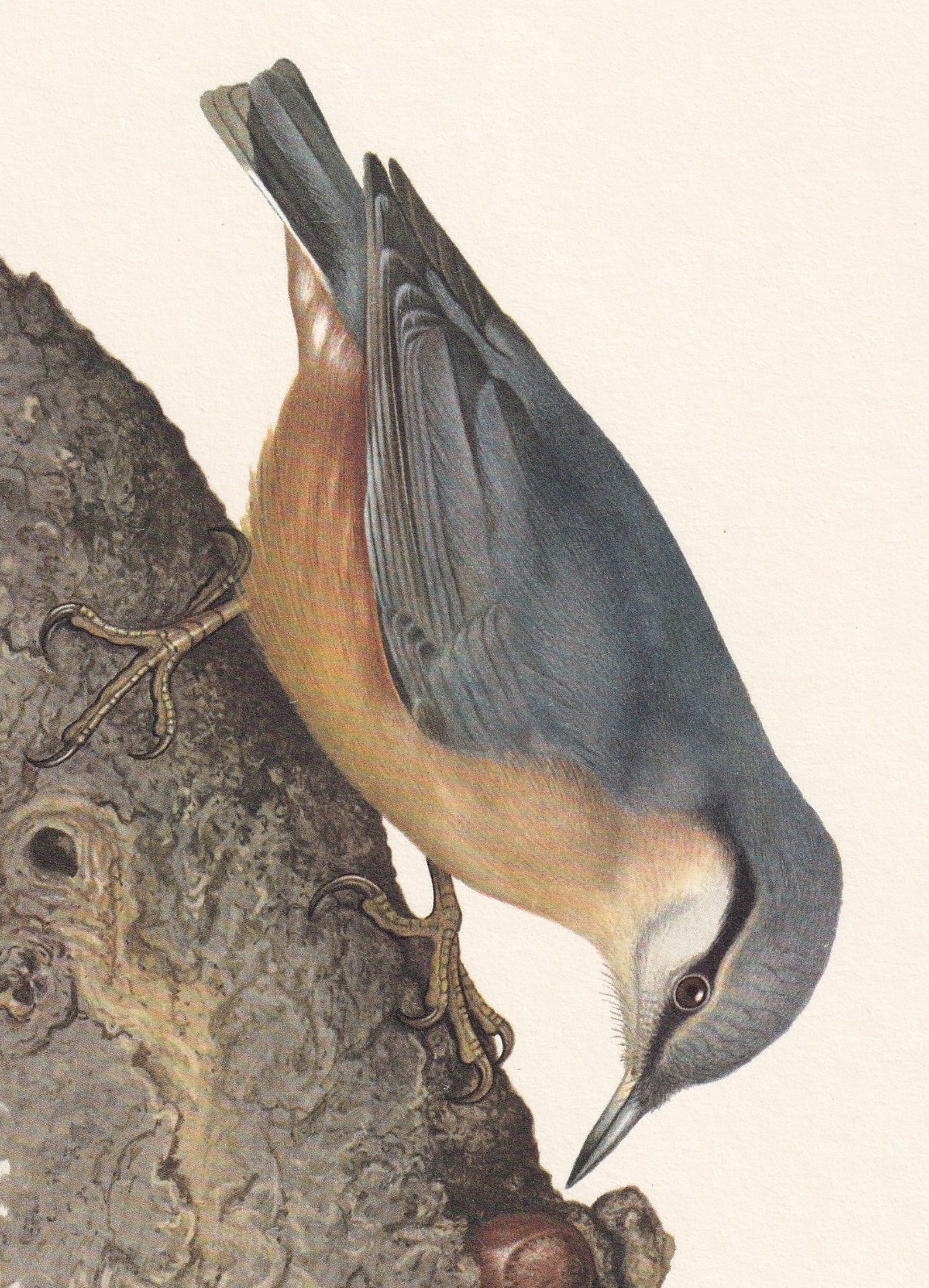 1960 NUTHATCH Bird Print - Vintage Bird Print - Bird Illustration ...
