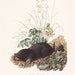 1960 EUROPEAN MOLE Print - Vintage Animal Print - Animal Illustration ...