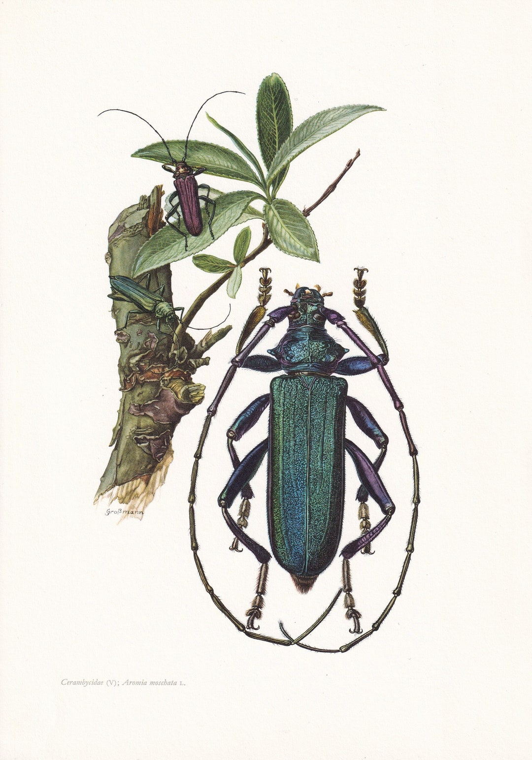 1960 MUSK BEETLE Print - Vintage Insect Print - Bugs Illustration ...