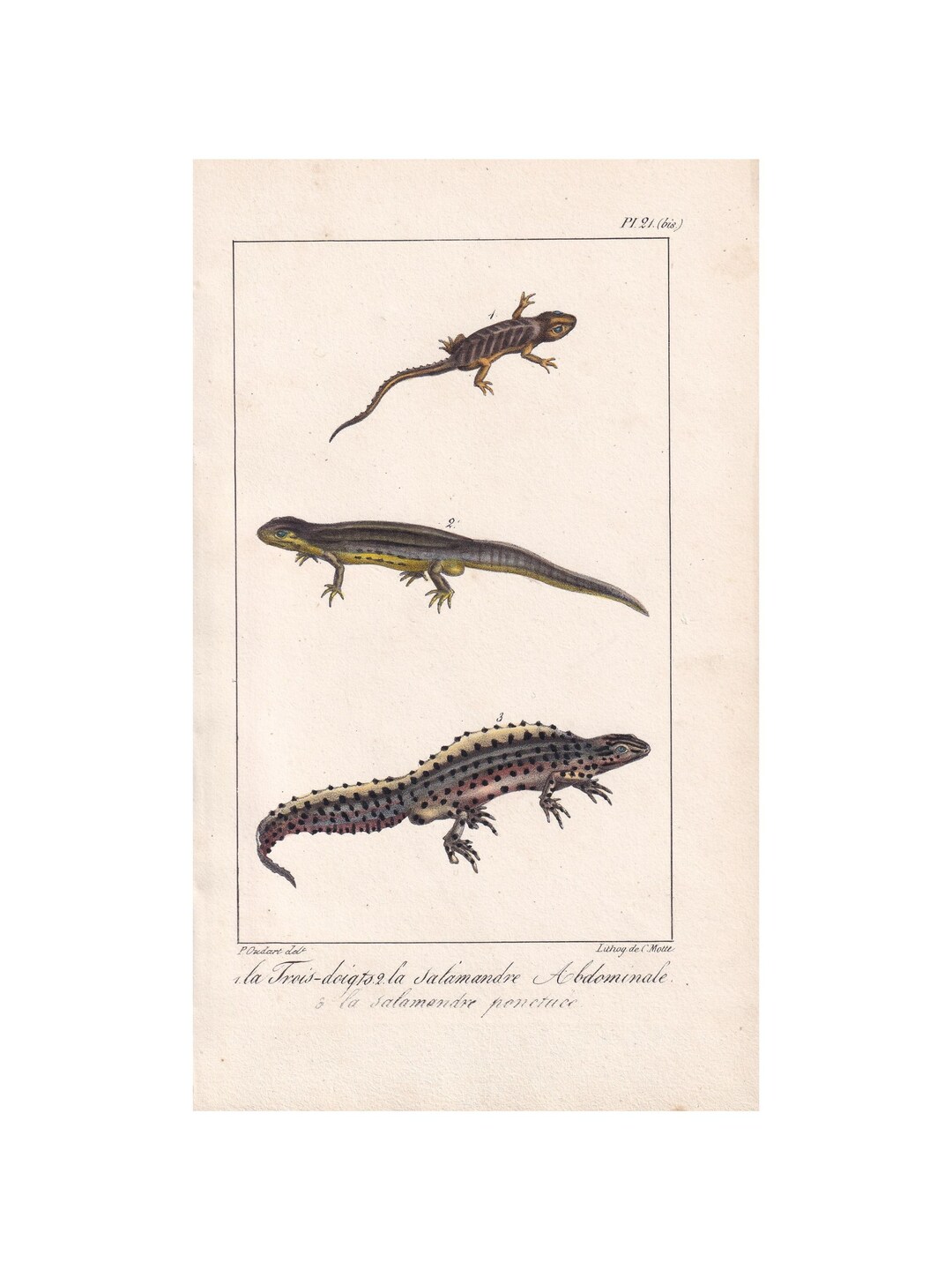 1834 SALAMANDER LIZARDS Print - Hand-coloured Antique Print - Lacepede ...