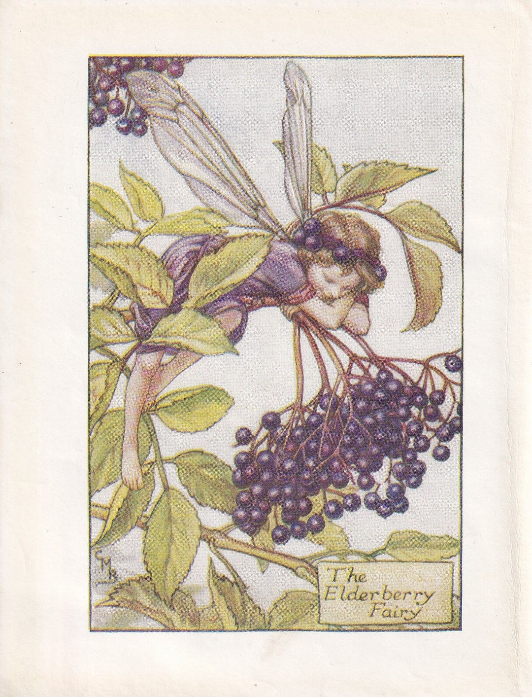 C. 1930 FLOWER FAIRY Print - the Elderberry Fairy - Flower Fairy Wall ...
