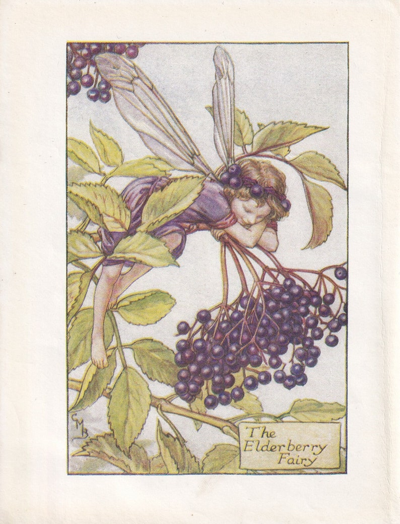 C. 1930 FLOWER FAIRY Print - the Elderberry Fairy - Flower Fairy Wall ...