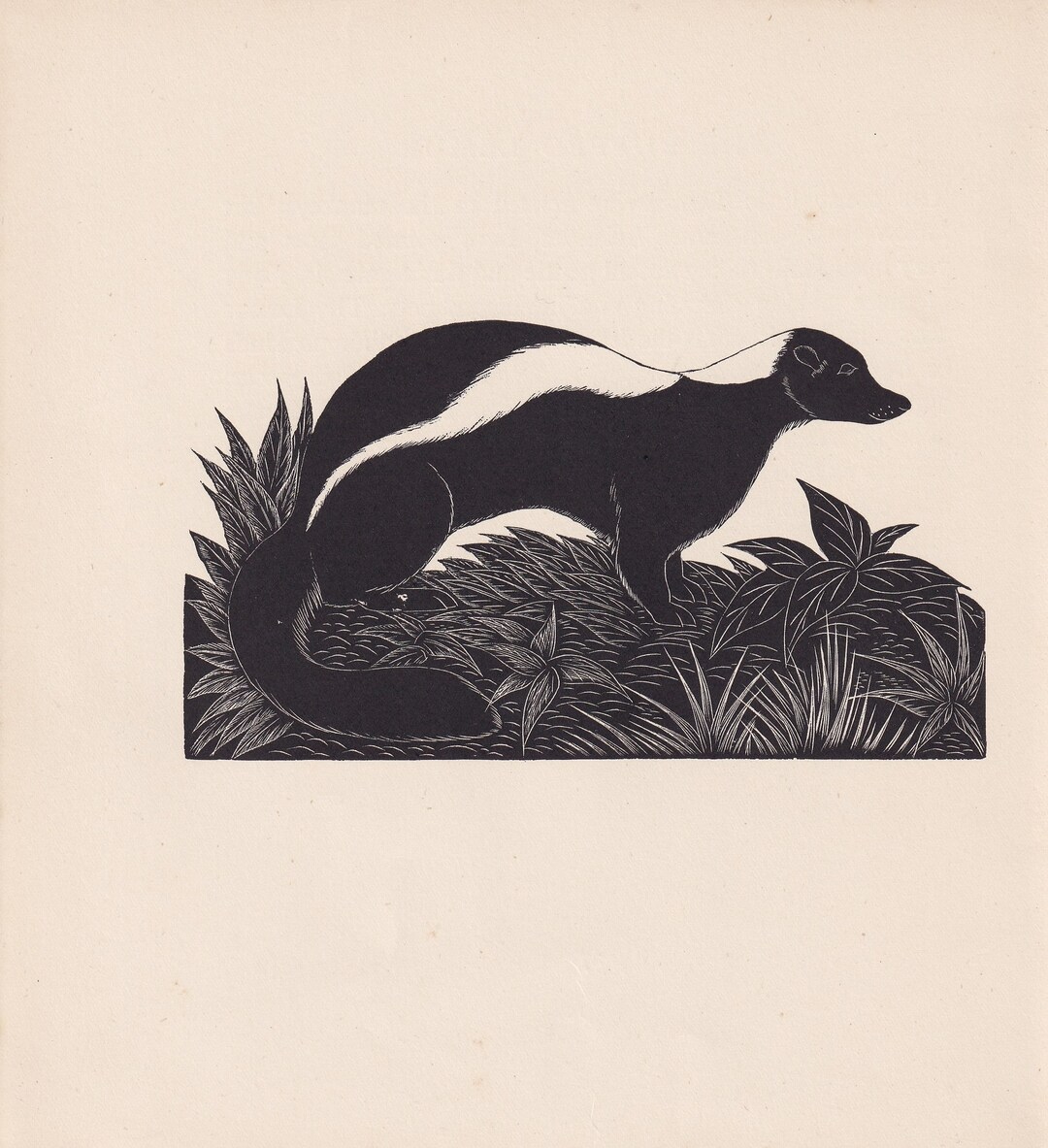 1929 SKUNK Print Wood Engraving - Skunk Wall Art - Zoology Print ...