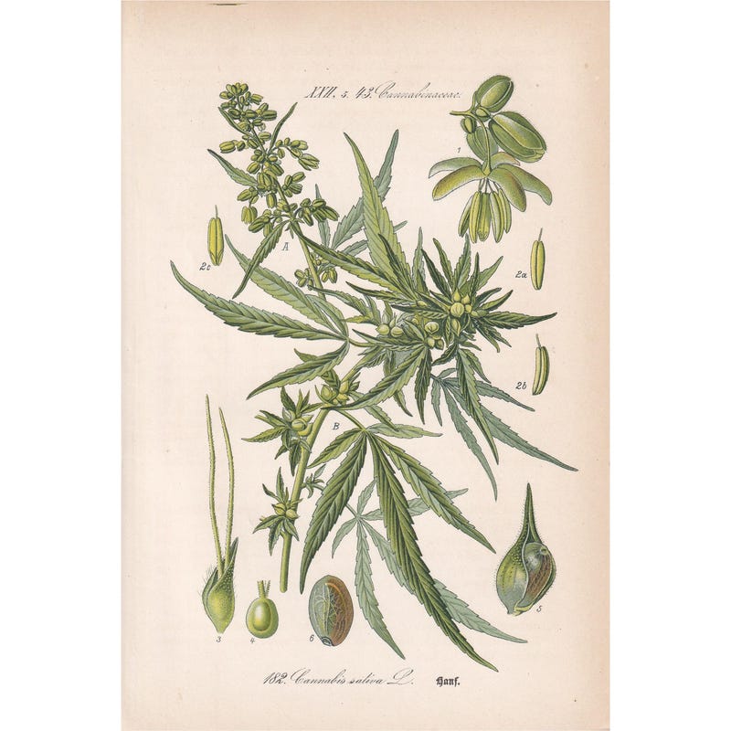 Marijuana Botanical Print - Etsy