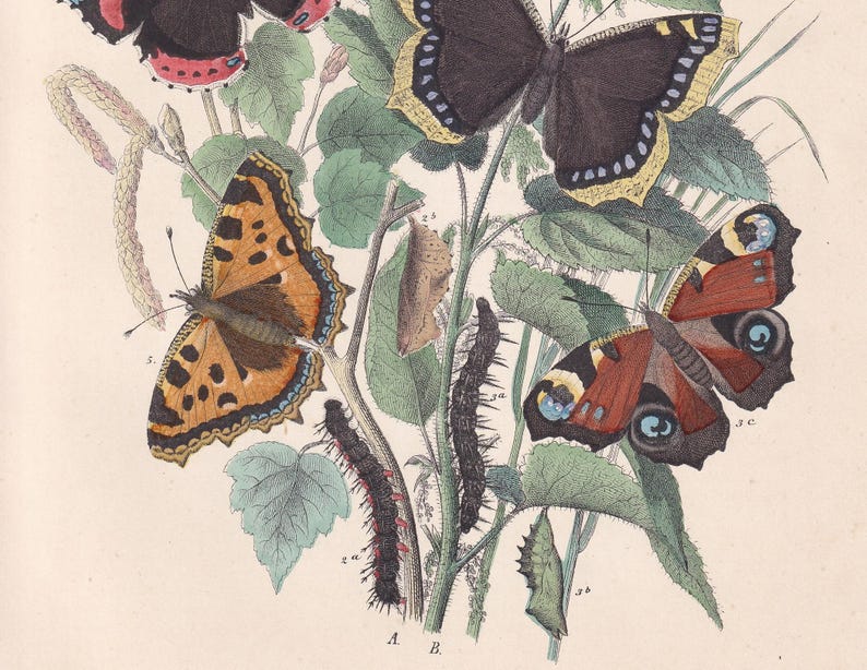 Large 1883 HAND-COLOURED BUTTERFLY Print - Red Admiral & Camberwell ...