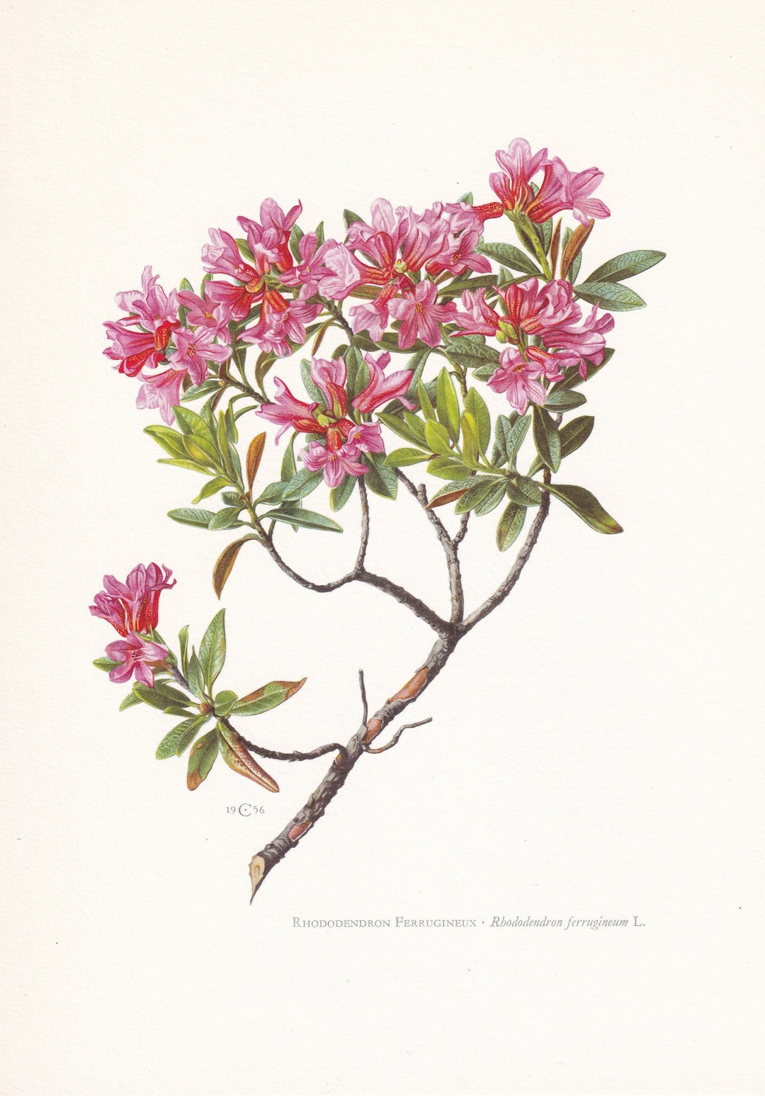 1960 ALPENROSE RHODODENDRON Print - Botanical Print - Botanical ...