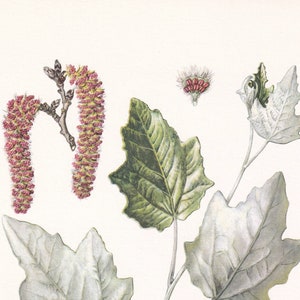 1960 WHITE POPLAR Print - Botanical Print - Tree Illustration - Tree ...