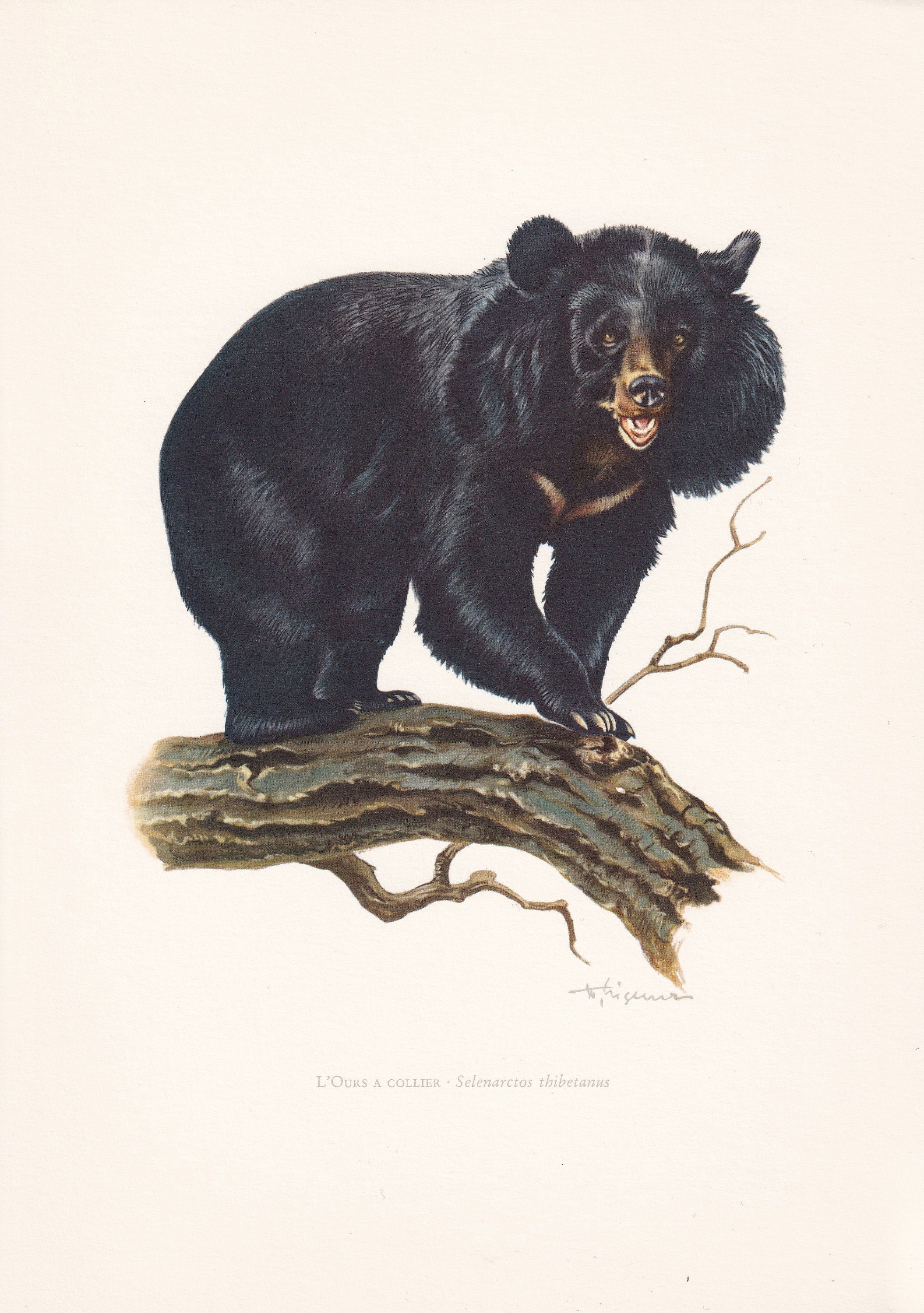 1960 ASIAN BLACK BEAR Print - Vintage Animal Print - Animal ...