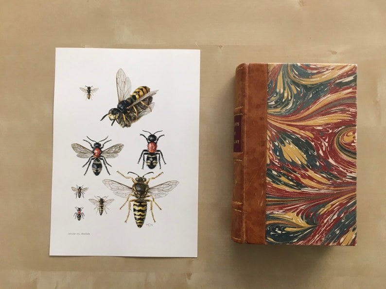 1960 BEEWOLF WASP Print Sand Wasp Velvet Ant Wasp Bugs - Etsy