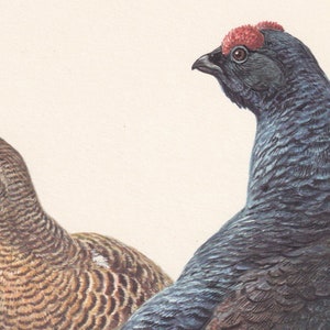 1960 BLACK GROUSE Bird Print - Vintage Bird Print - Bird Illustration ...