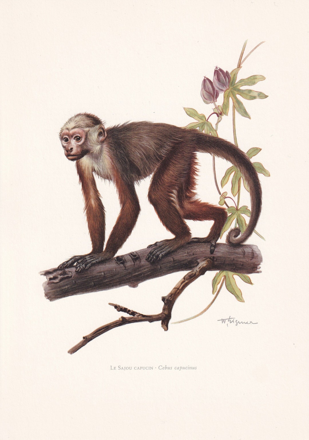 1960 WHITE-FACED CAPUCHIN Print - Vintage Animal Print - Animal ...