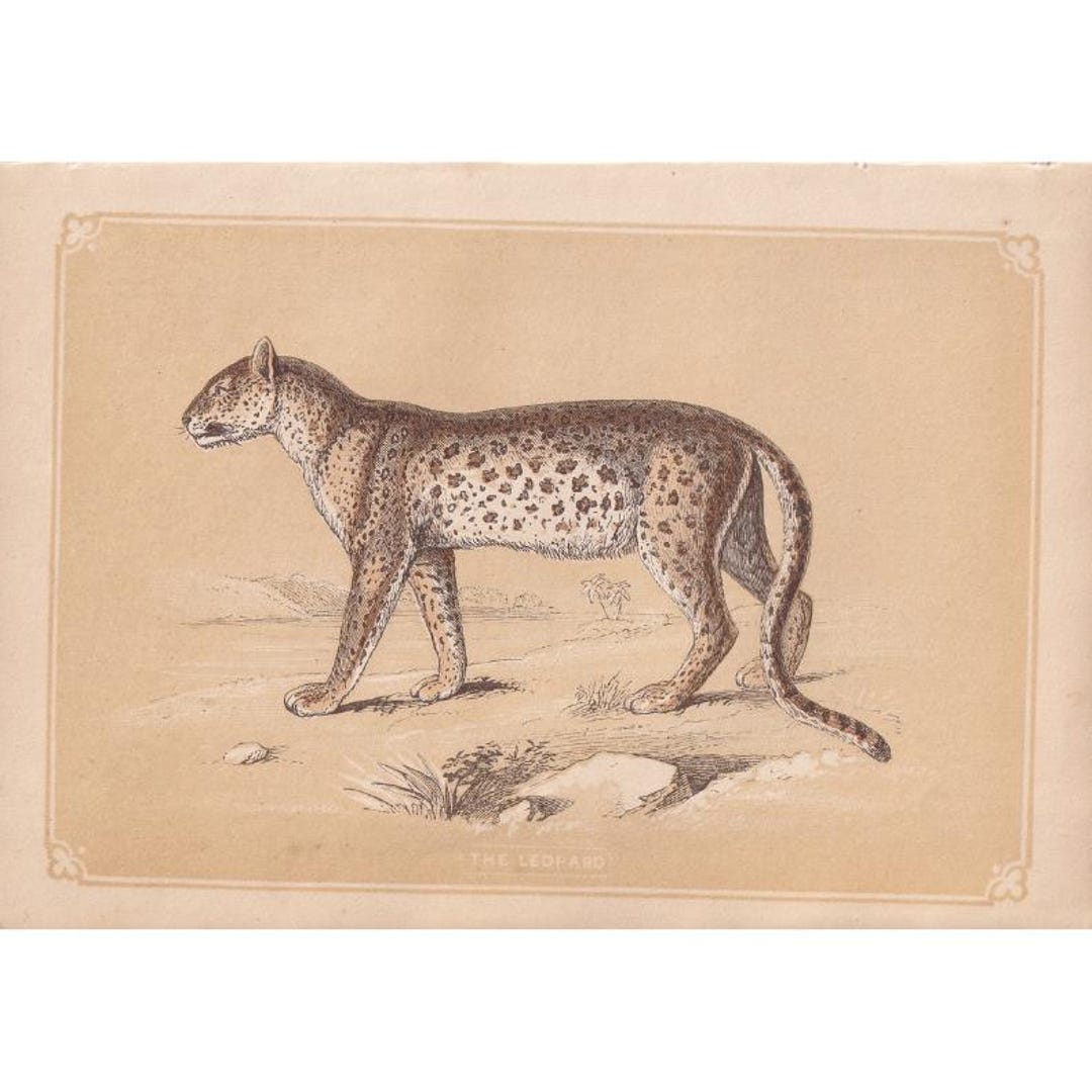 1851 LEOPARD Print - Antique Animal Print - Wall Art - Bicknell - 6.65 ...