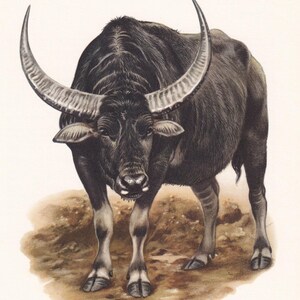 1960 WATER BUFFALO Print - Vintage Animal Print - Animal Illustration ...