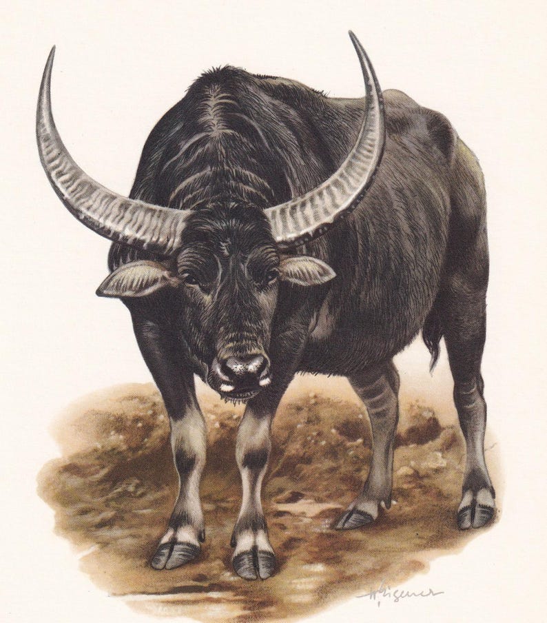 1960 WATER BUFFALO Print - Vintage Animal Print - Animal Illustration ...