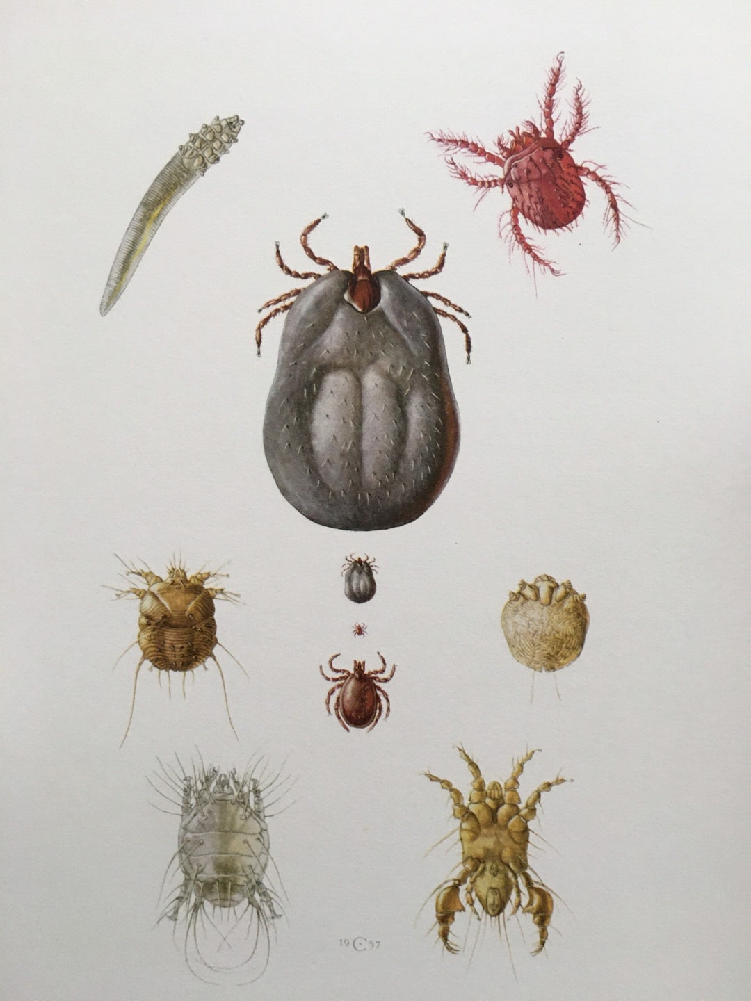 1960 ITCH MITE & Other Mites Print Vintage Insect Print - Etsy