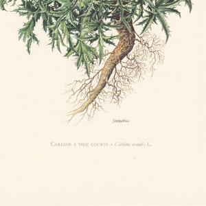 1960 STEMLESS CARLINE THISTLE Print - Botanical Print - Flower Painting ...