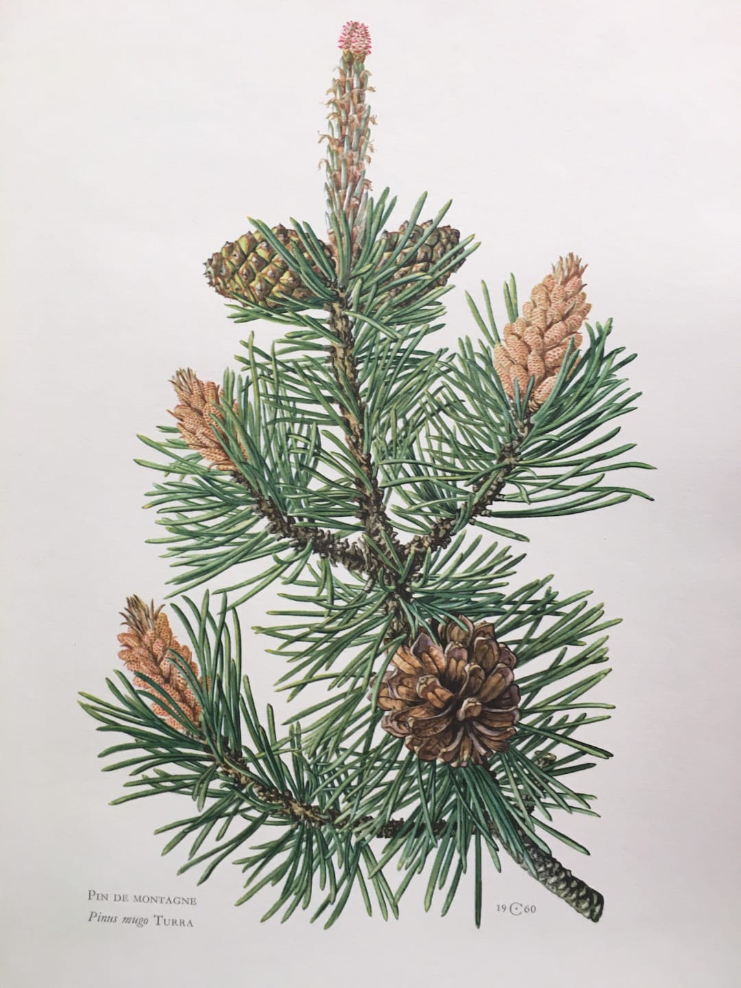 1960 MOUNTAIN PINE Print Botanical Print Tree Illustration Tree Wall ...